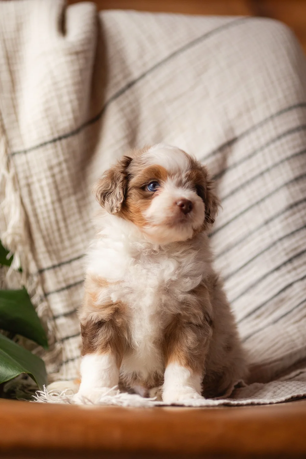Doodle Puppies for Adoption — STOKESHIRE