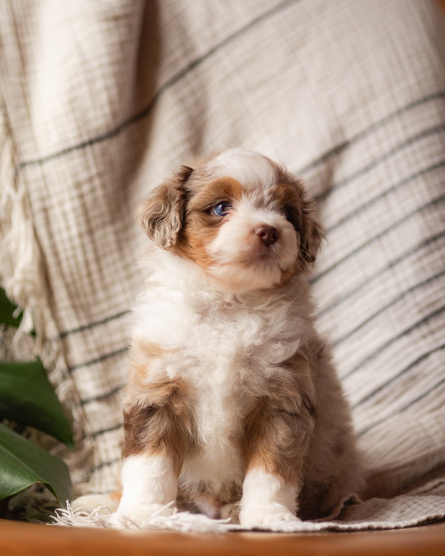 Tri Colored Doodle: How to Create a Doodle with Three Colors ...