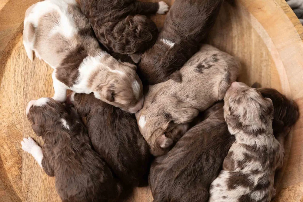 The Unique Allure of Rare Doodle Colors: Brown and Red Merle ...