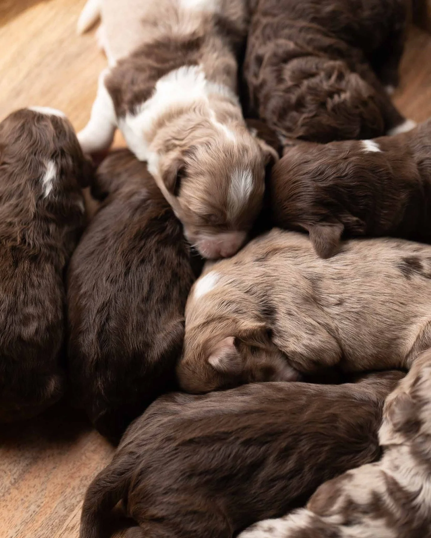 Doodle Puppy Application - Wisconsin Puppy Adoption — STOKESHIRE