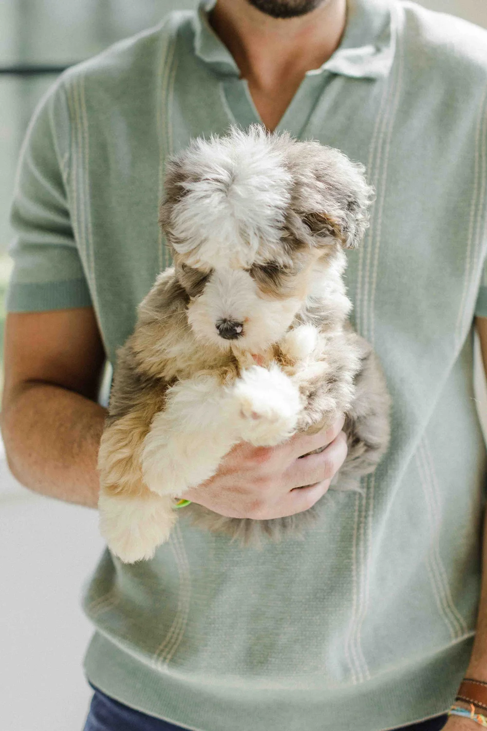 In Defense of Doodles: The Truth About Hybrid Dogs, Breeding Ethics ...