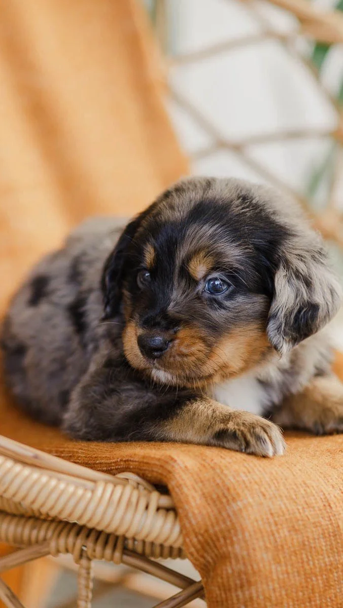 Should You Be Cautious About mRNA Vaccines for Pets? — STOKESHIRE