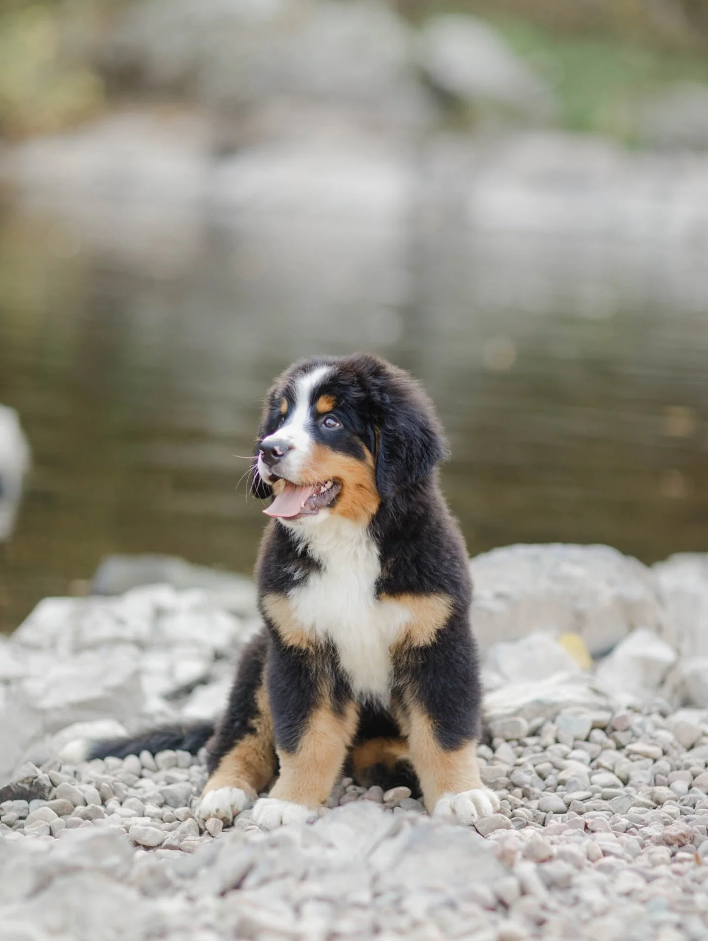 In-Utero Puppy Development Timeline: Placenta, Fetal Growth & Whelping ...