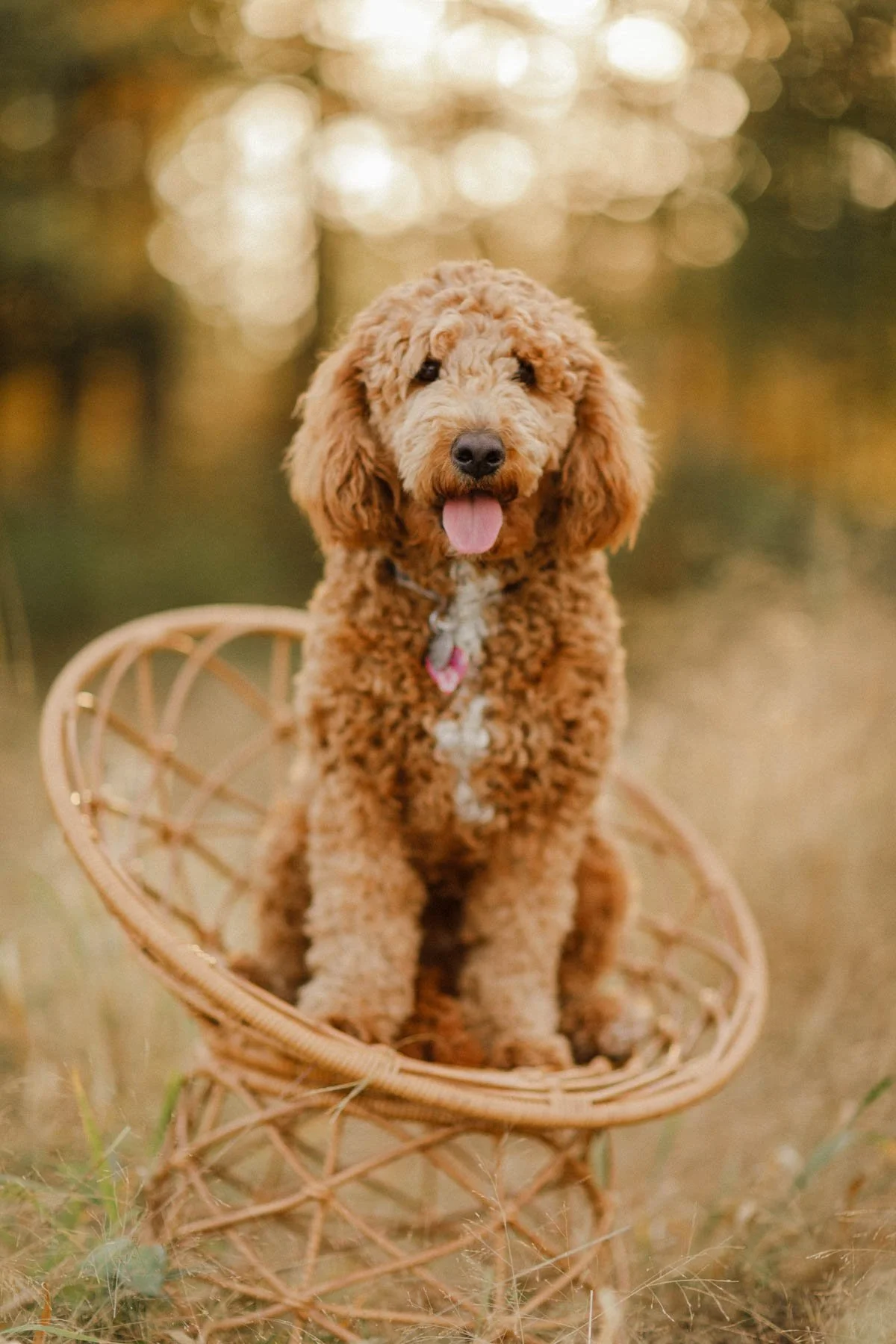 Golden Australian Mountain Doodle — STOKESHIRE