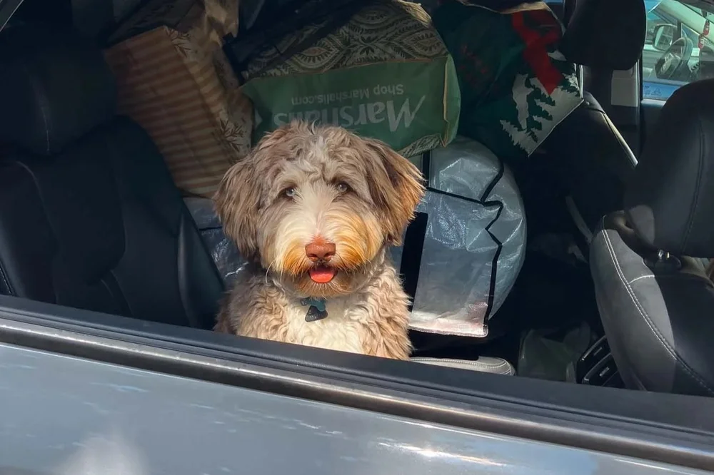 Australian Mountain Doodles: Hypoallergenic Dogs — STOKESHIRE