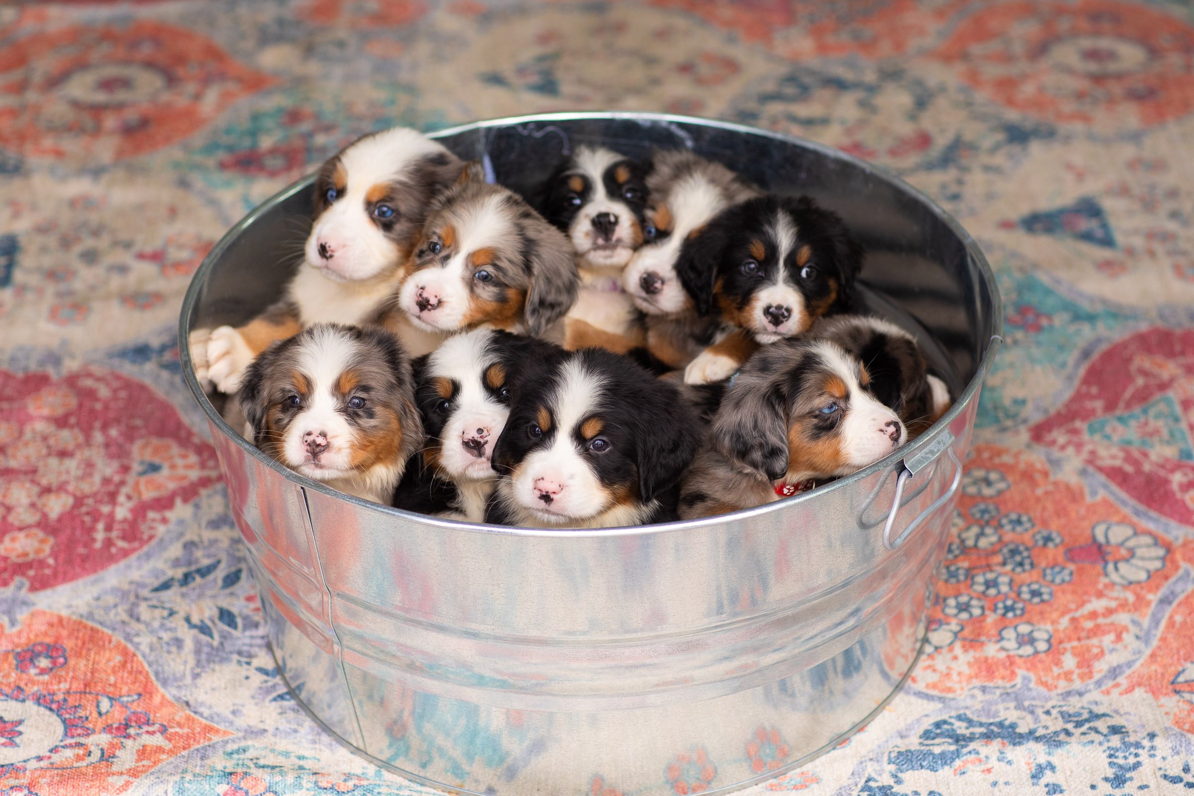How Designer Breeders Are Reducing COI for Healthier Dogs – The Tale of ...