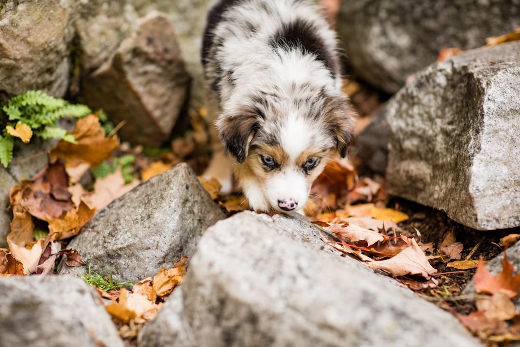 Everything you need to know about Merle Aussiedoodles? — STOKESHIRE