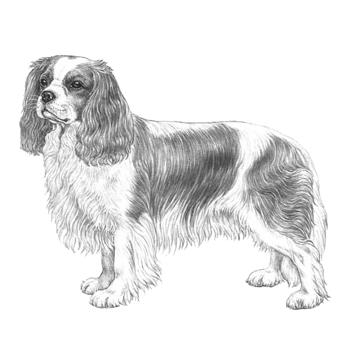 Bernese Cavalier Mix Puppies for Sale | Health Tested — STOKESHIRE