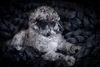 Merle Poodles: Are They Truly Purebred? The Truth — STOKESHIRE