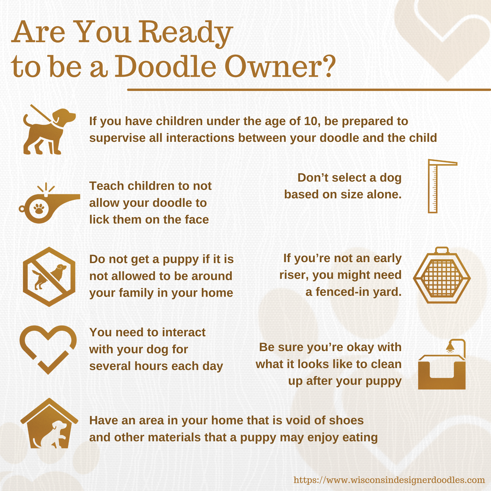 Adopt a Doodle Puppy — STOKESHIRE