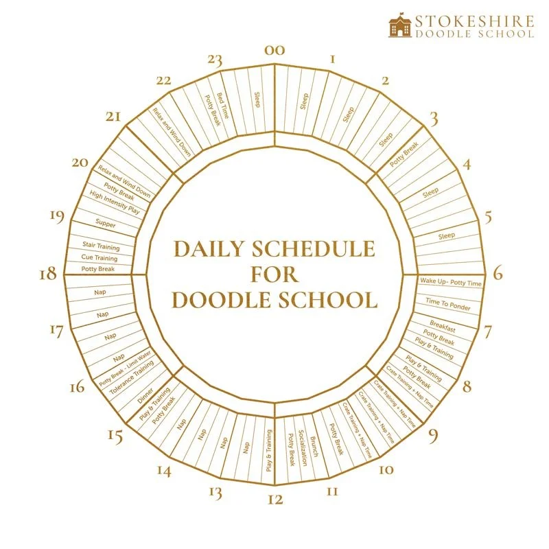 Bootcamp - Puppy Crate Training & Socialization Intensive — STOKESHIRE