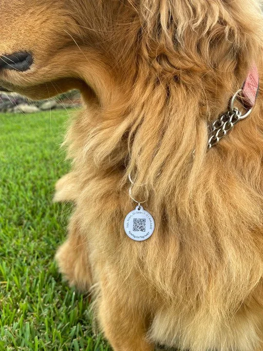 Everything You Need to Know About Shopping for the best Pet Tag ...