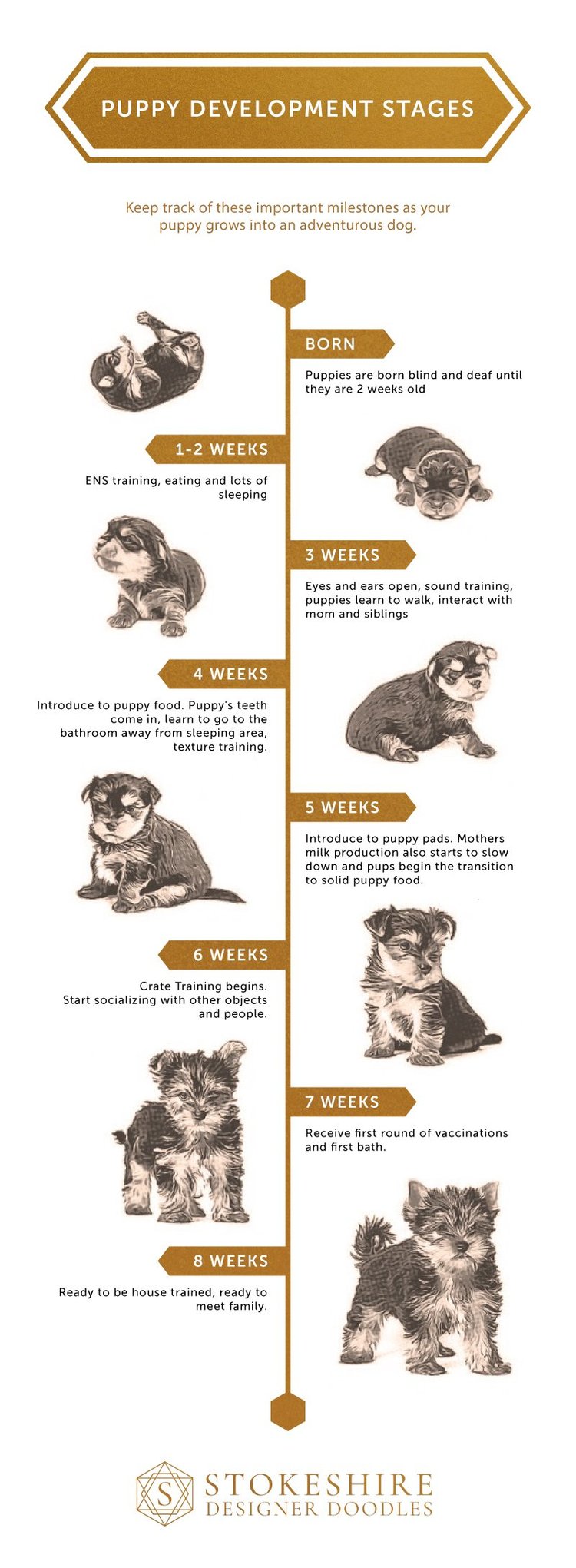What are the Puppy Growth Stages? — STOKESHIRE
