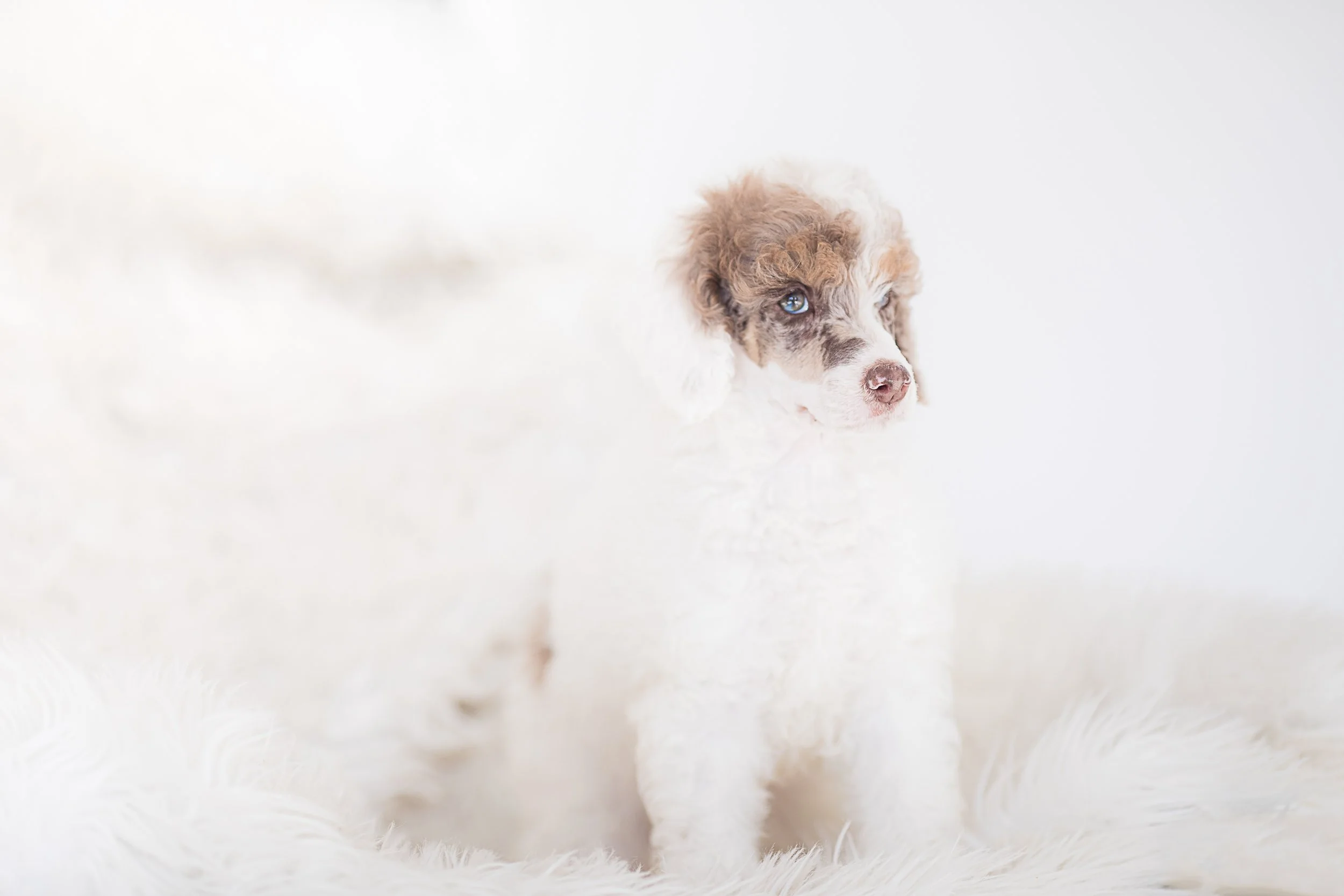 Merle Poodles: Are They Truly Purebred? The Truth — STOKESHIRE