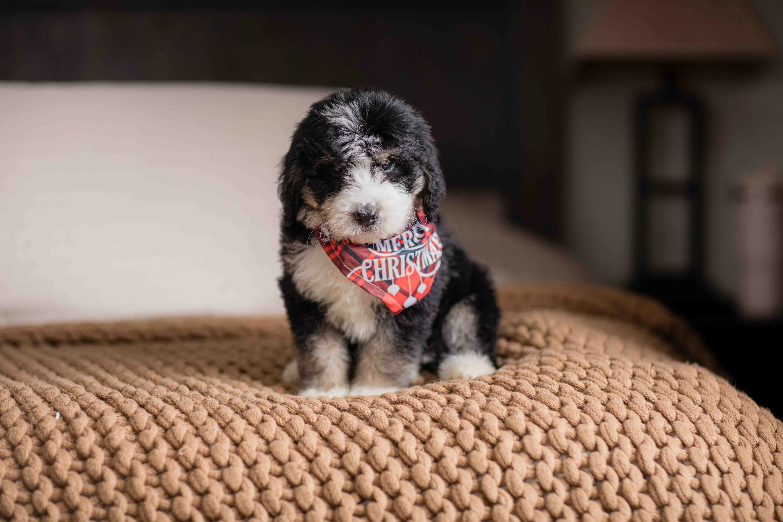 STOKESHIRE DESIGNER DOODLES | AUSTRALIAN MOUNTAIN | BERNEDOODLES