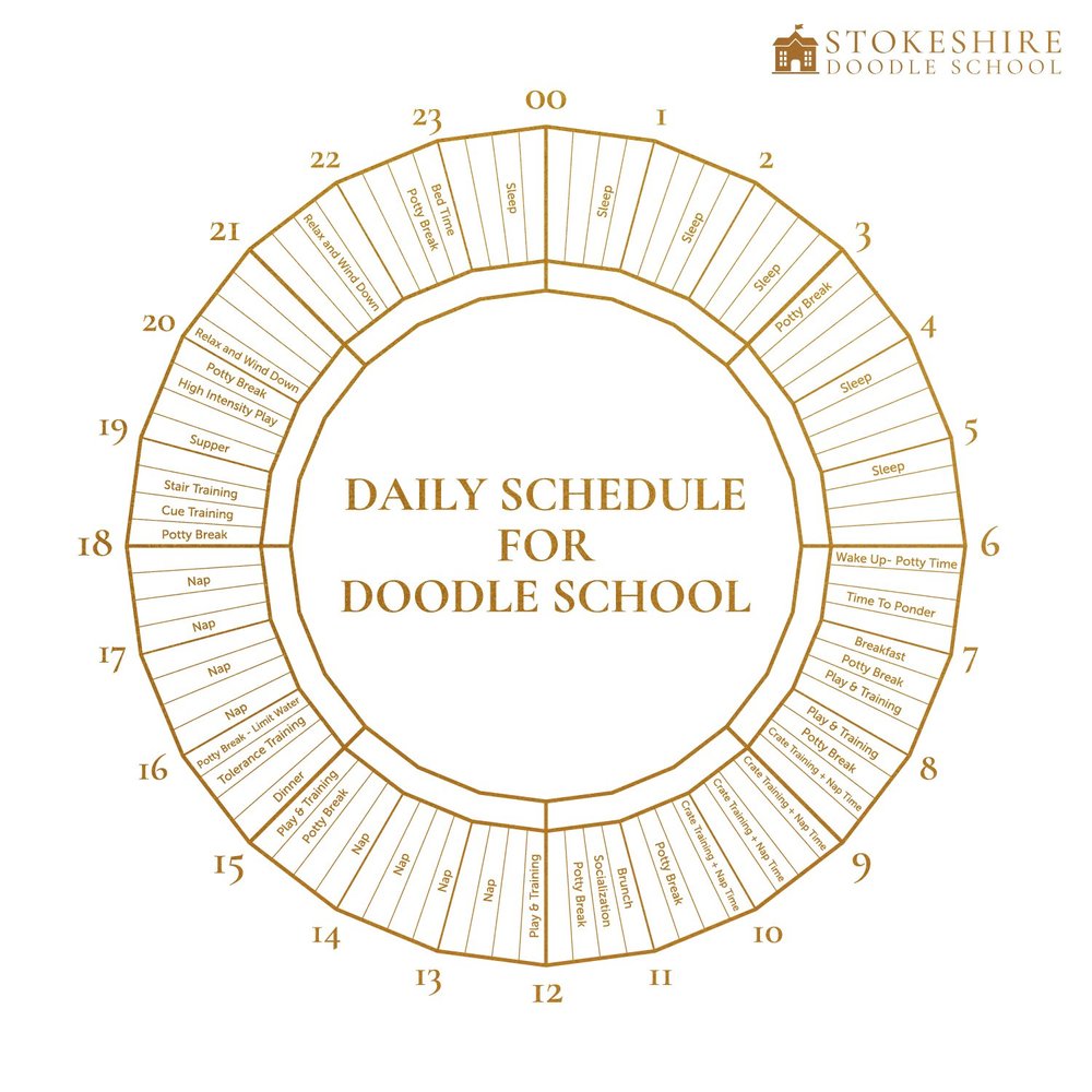 4-Week Doodle Puppy Training | Stokeshire Doodle School – $3000 Program ...