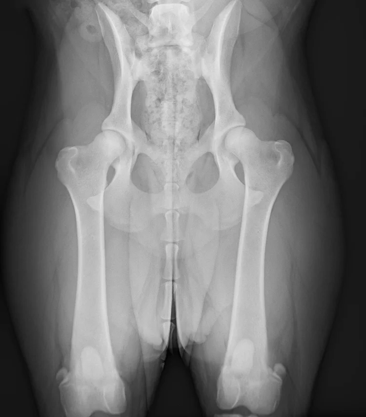 When “Fair” Isn’t Fair: Understanding OFA Hip Scores — STOKESHIRE