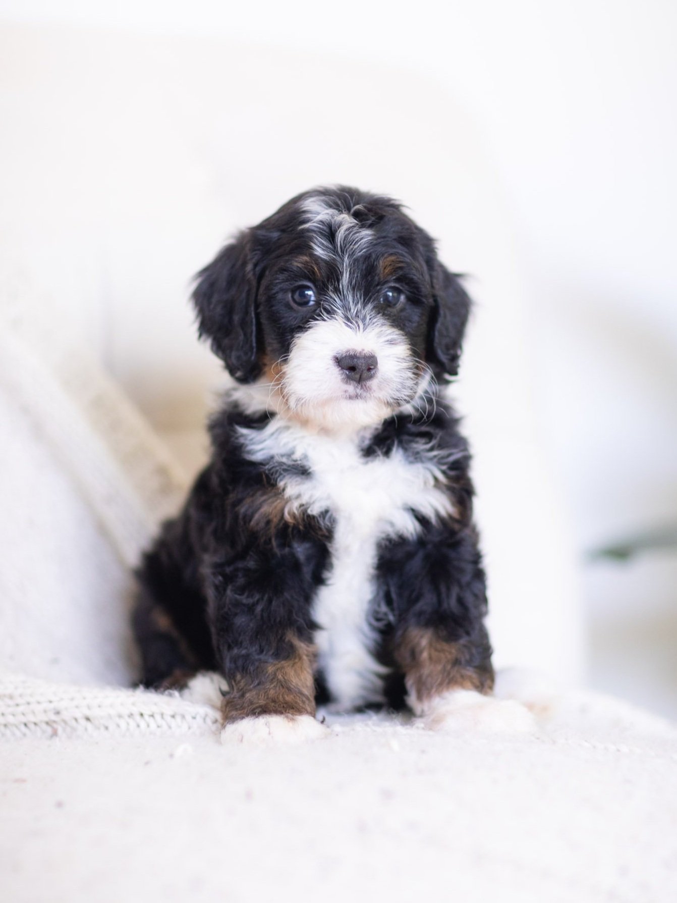 Goldendoodles vs. Exploring the Differences — STOKESHIRE
