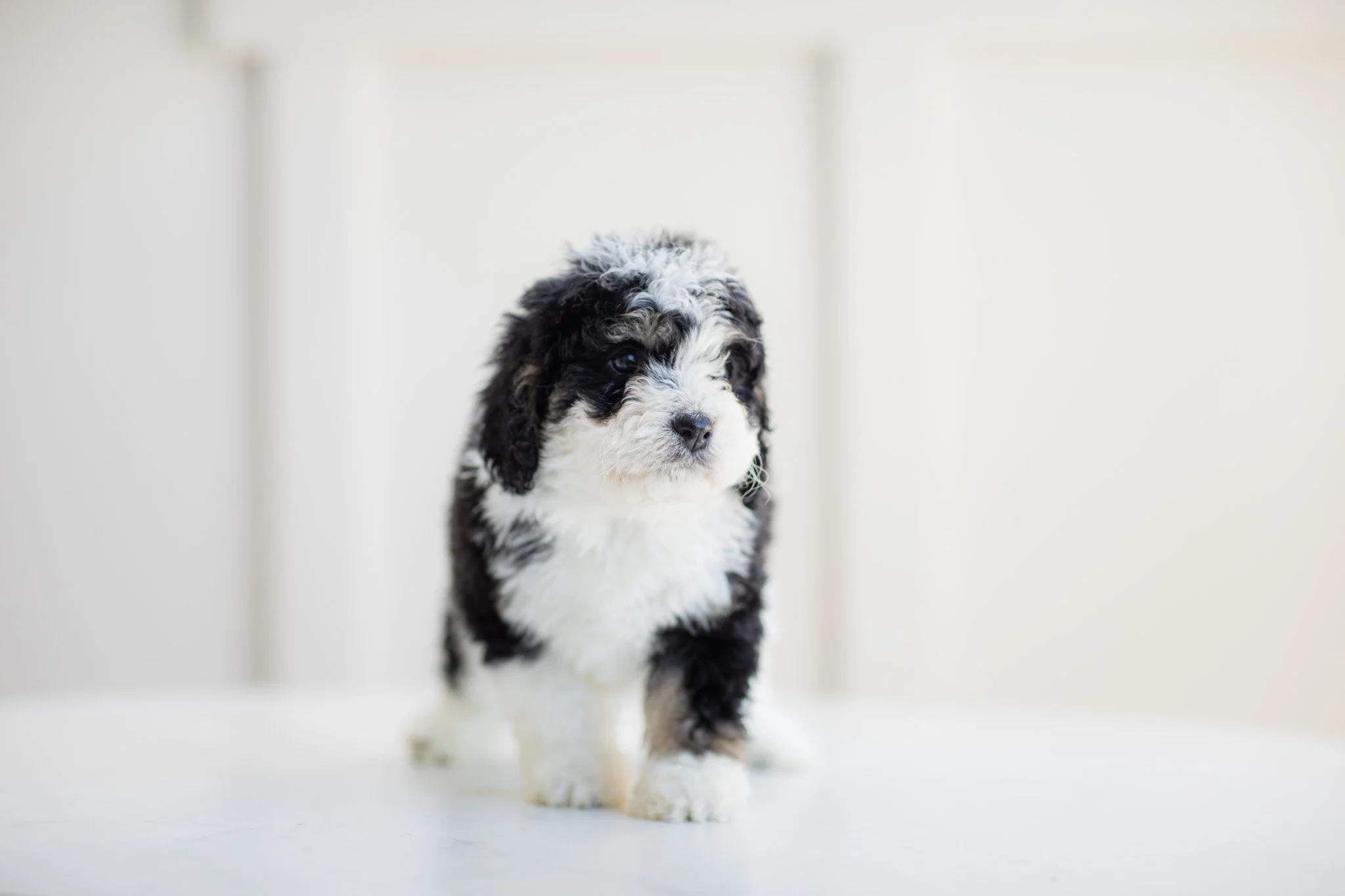 Available Australian Mountain Doodle, Bernedoodle & Goldendoodle ...