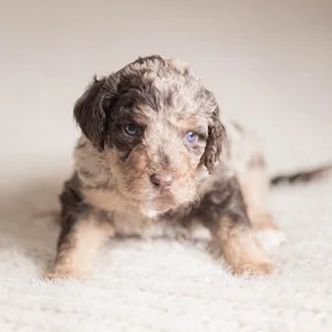 What is a Chocolate Merle Doodle? — STOKESHIRE