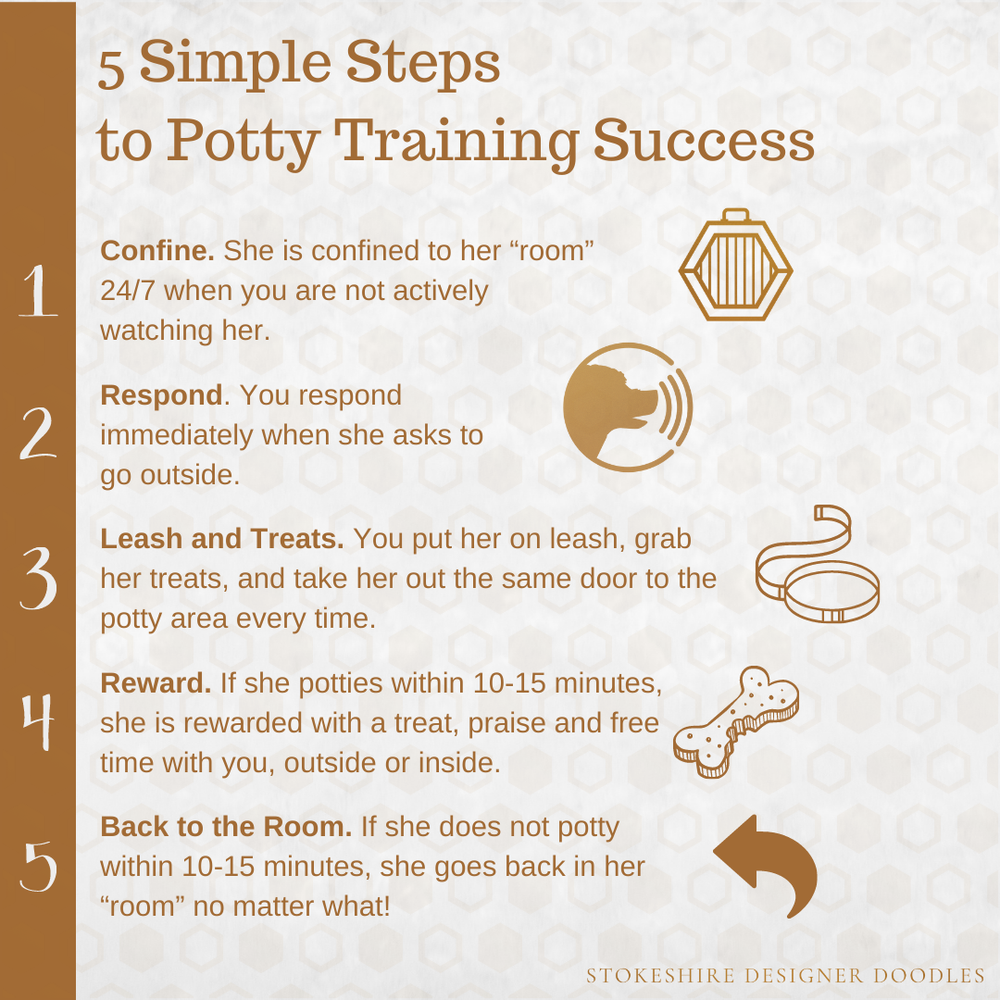 Potty Trained Doodle Puppies for Sale in the Midwest — STOKESHIRE