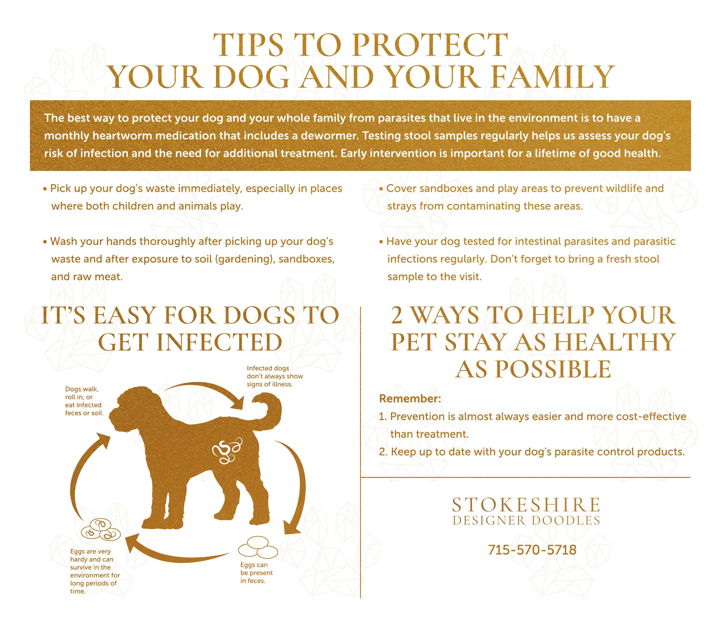 Protecting Your Stokeshire Doodle Puppy: Tips to Prevent Parasites and ...