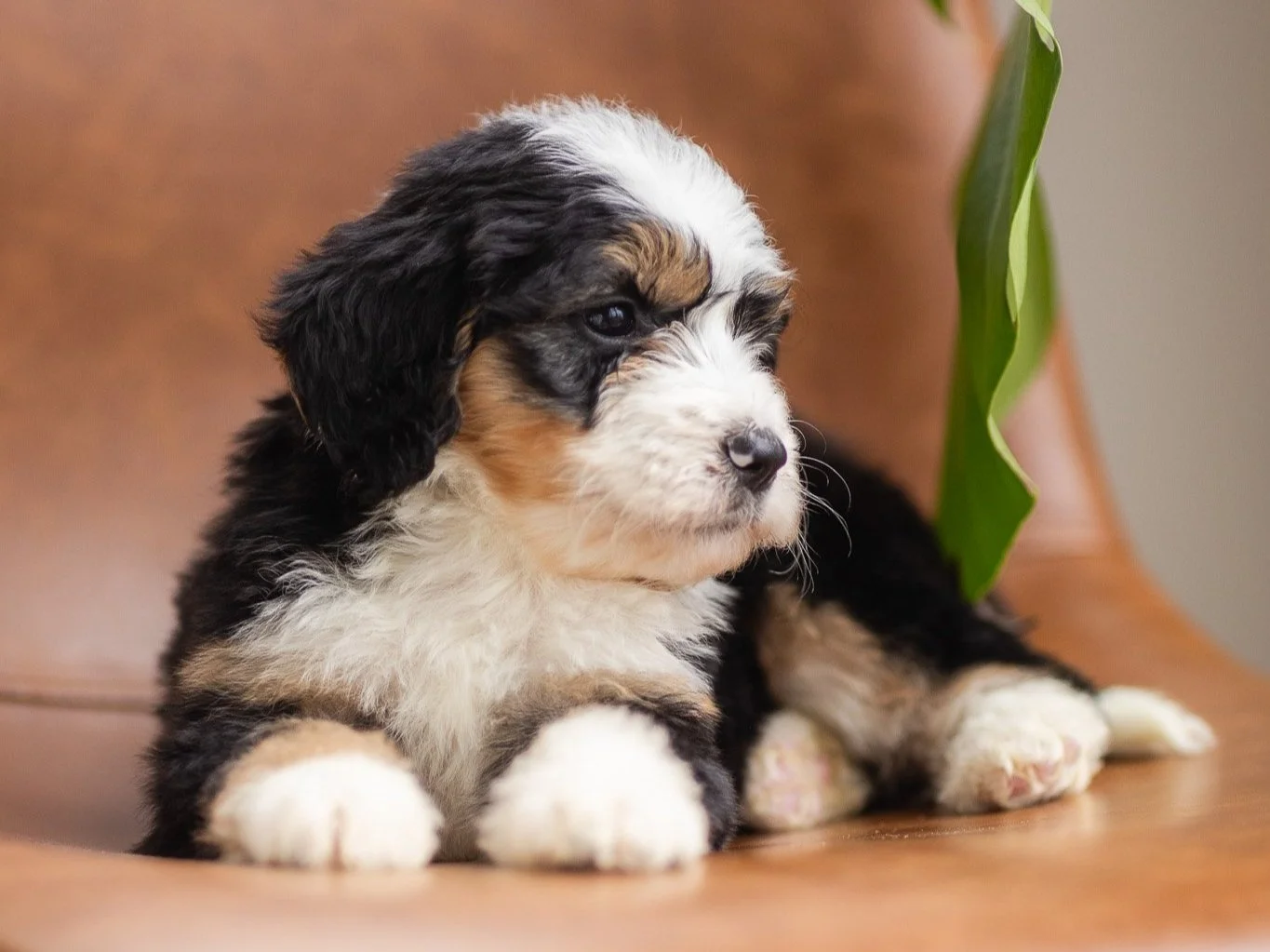 Best Medium Size Hypoallergenic Dogs for Families — STOKESHIRE