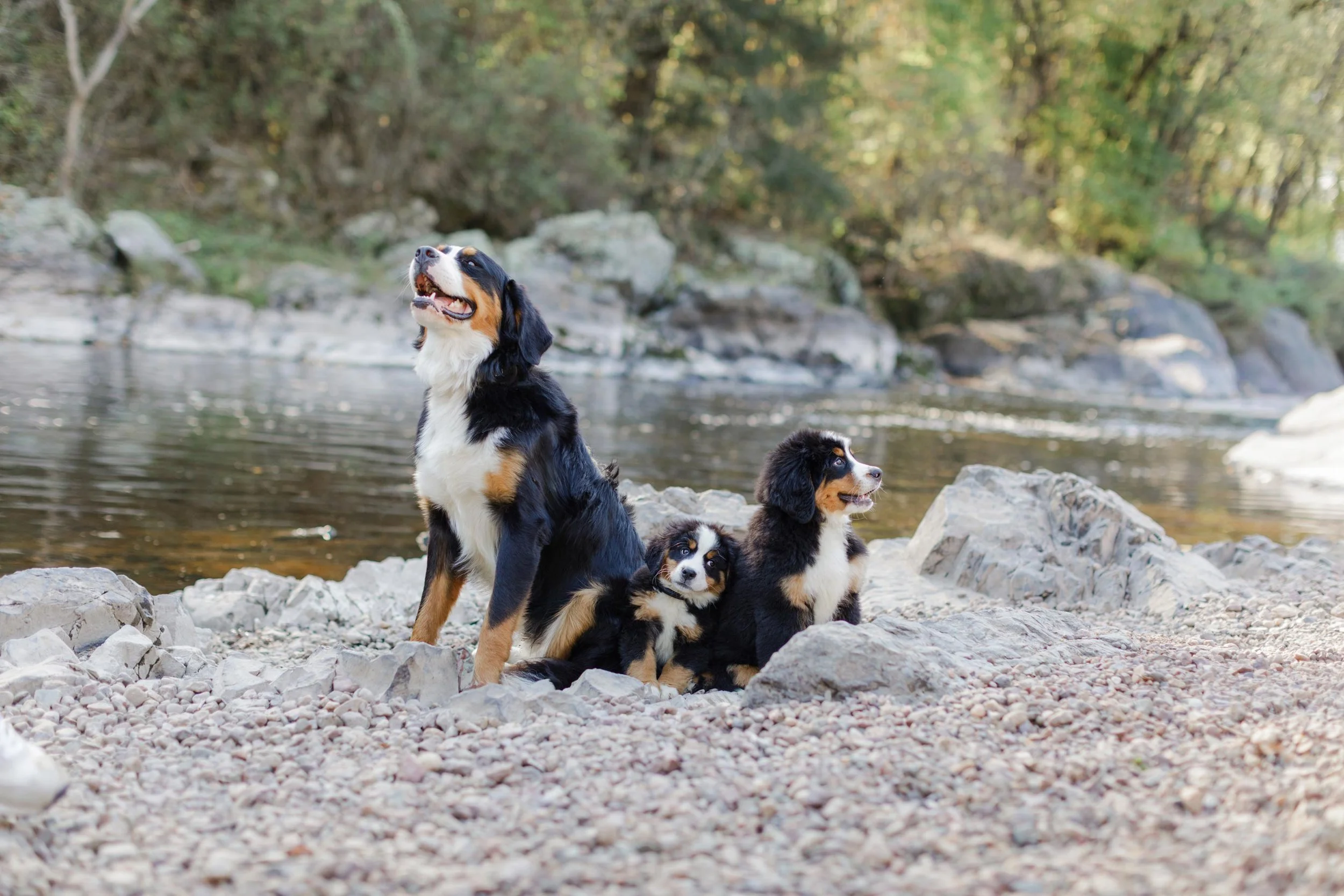 Australian Mountain Dog: The Ultimate Guide to the Aussie Bernese Mix ...