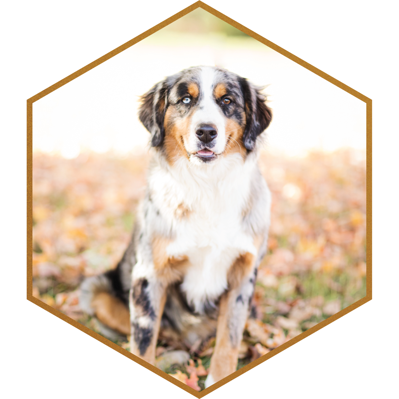 Blue-Eyed Doodles — STOKESHIRE
