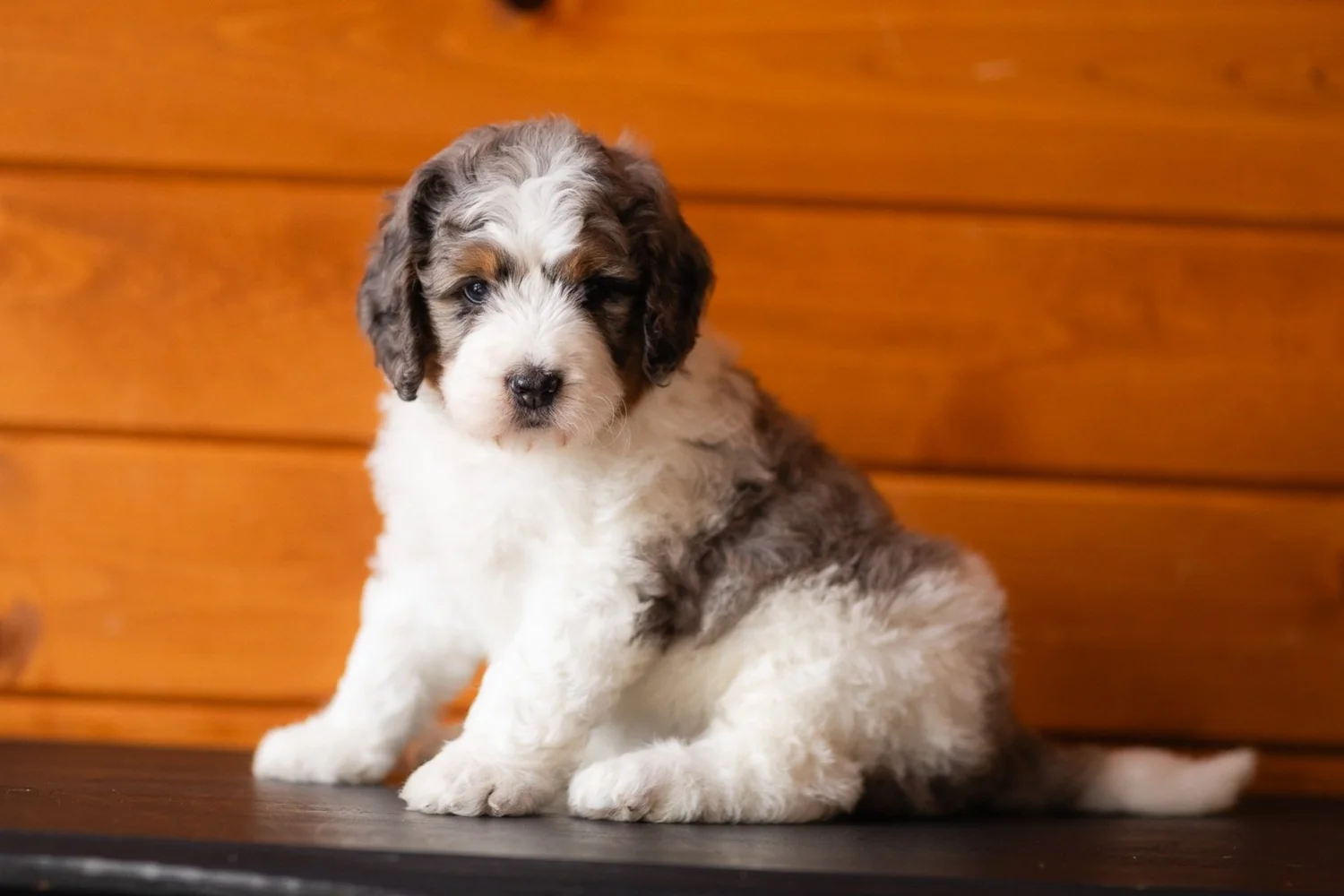 What Is a Merle Bernedoodle? Rare Beauty Meets Loyalty — STOKESHIRE