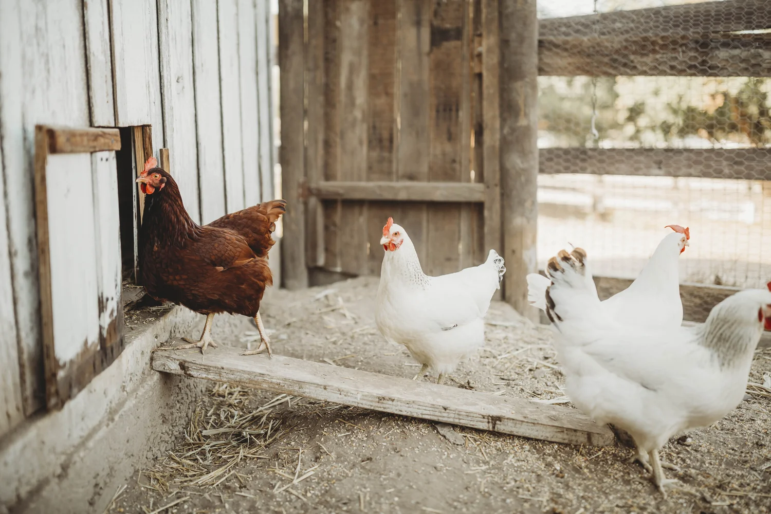 The Farm - Our Story — FULL MOON FARMS