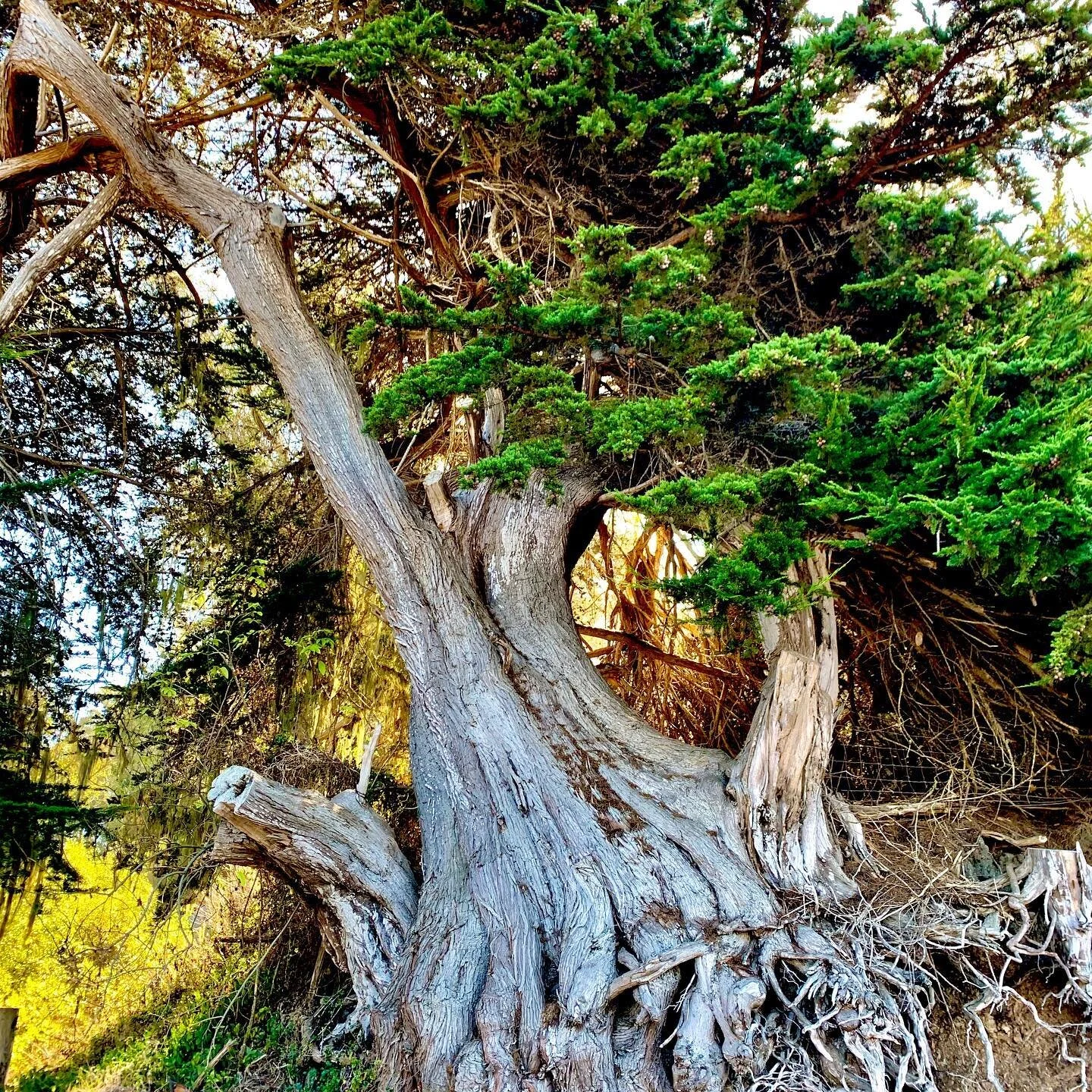 Evergreen Tree Service