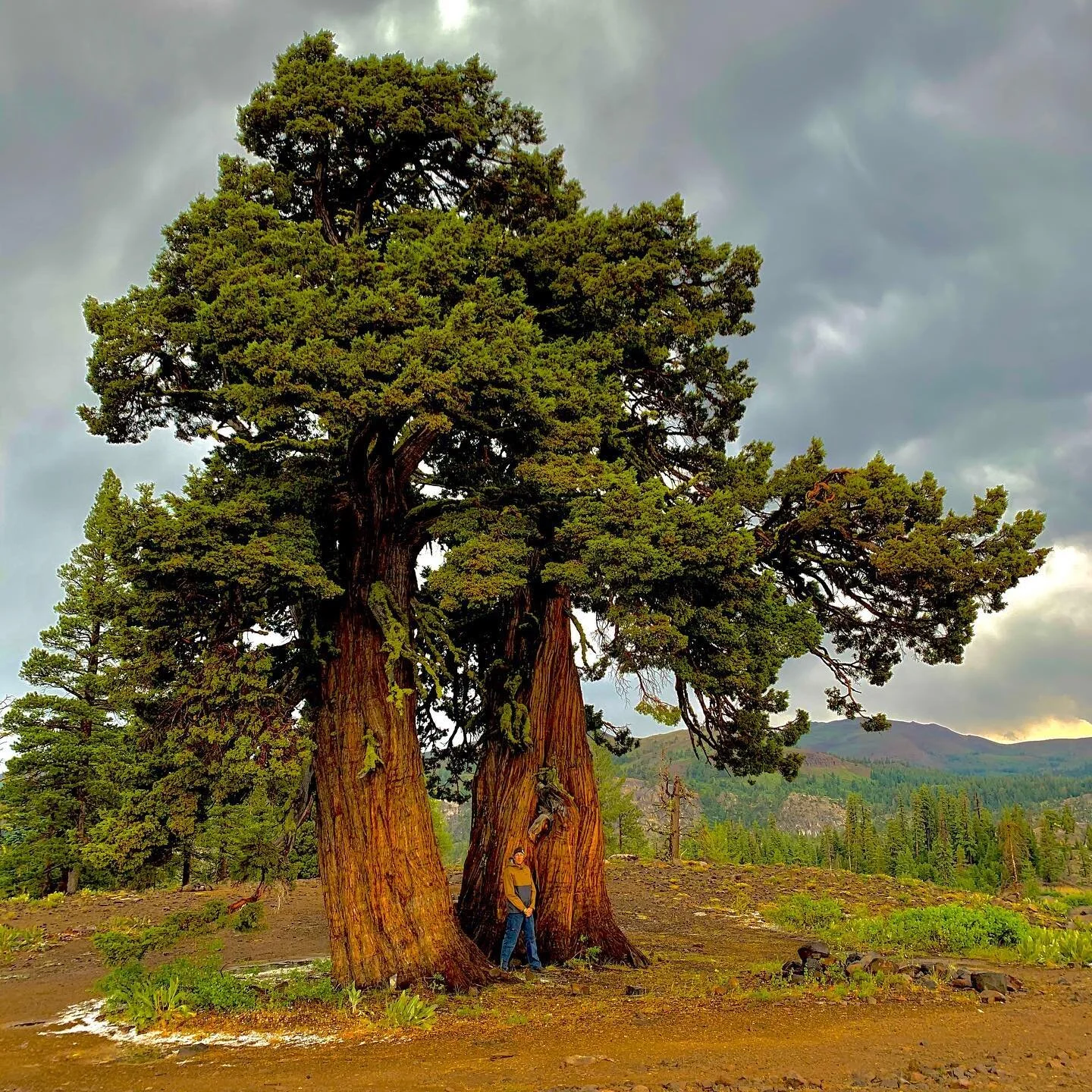 Evergreen Tree Service