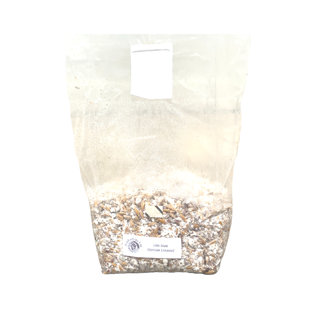 Best and Easiest Mushroom Spawn Ready to Use! Cultivation Supply ...