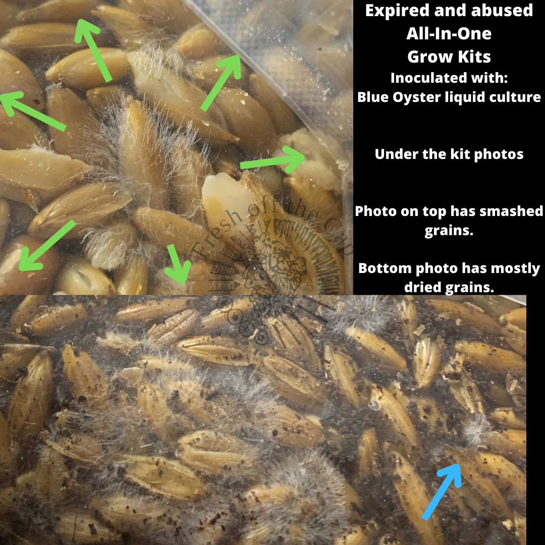 Uncontaminated Examples — Fresh Off The Cap