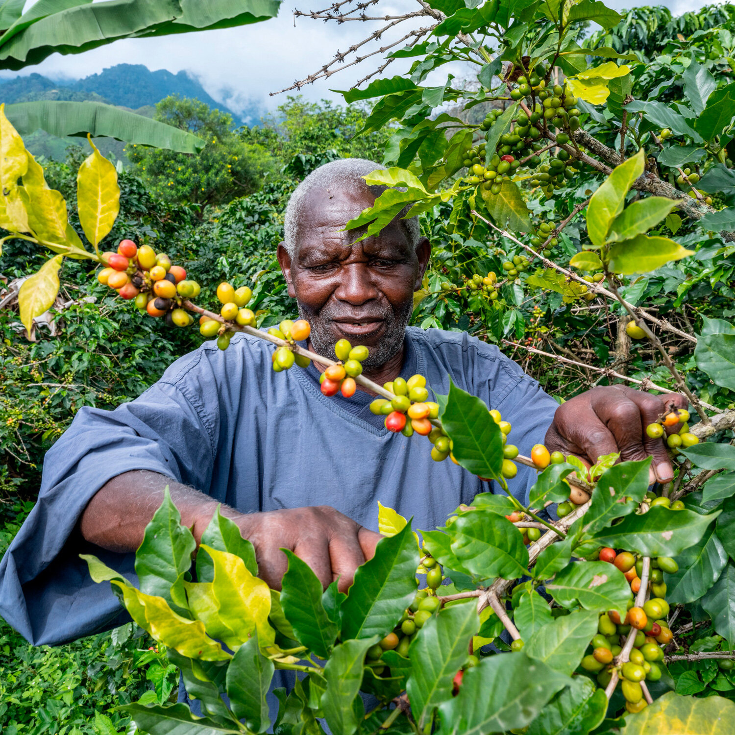 Specialty Roasted Coffee — Wellborn Coffee Co.