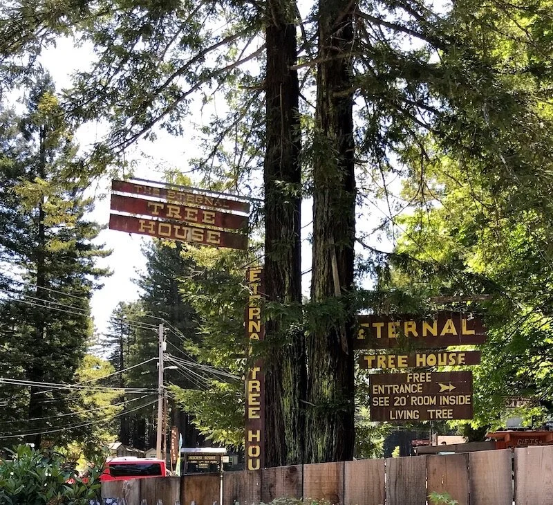 The Eternal Tree House Cafe | Discover Southern Humboldt