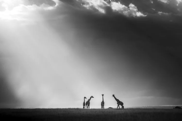 WILDLIFE — Purdy Photography