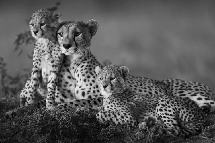 WILDLIFE — Purdy Photography