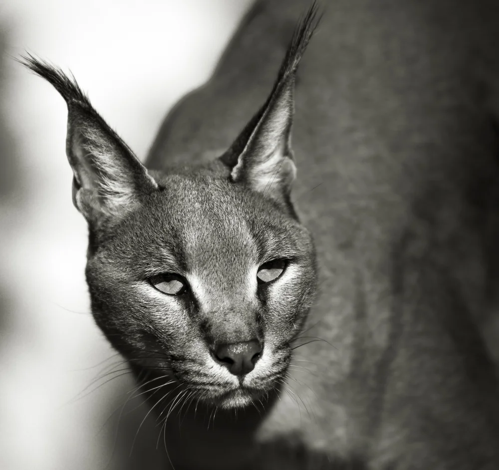 WILDLIFE — Purdy Photography
