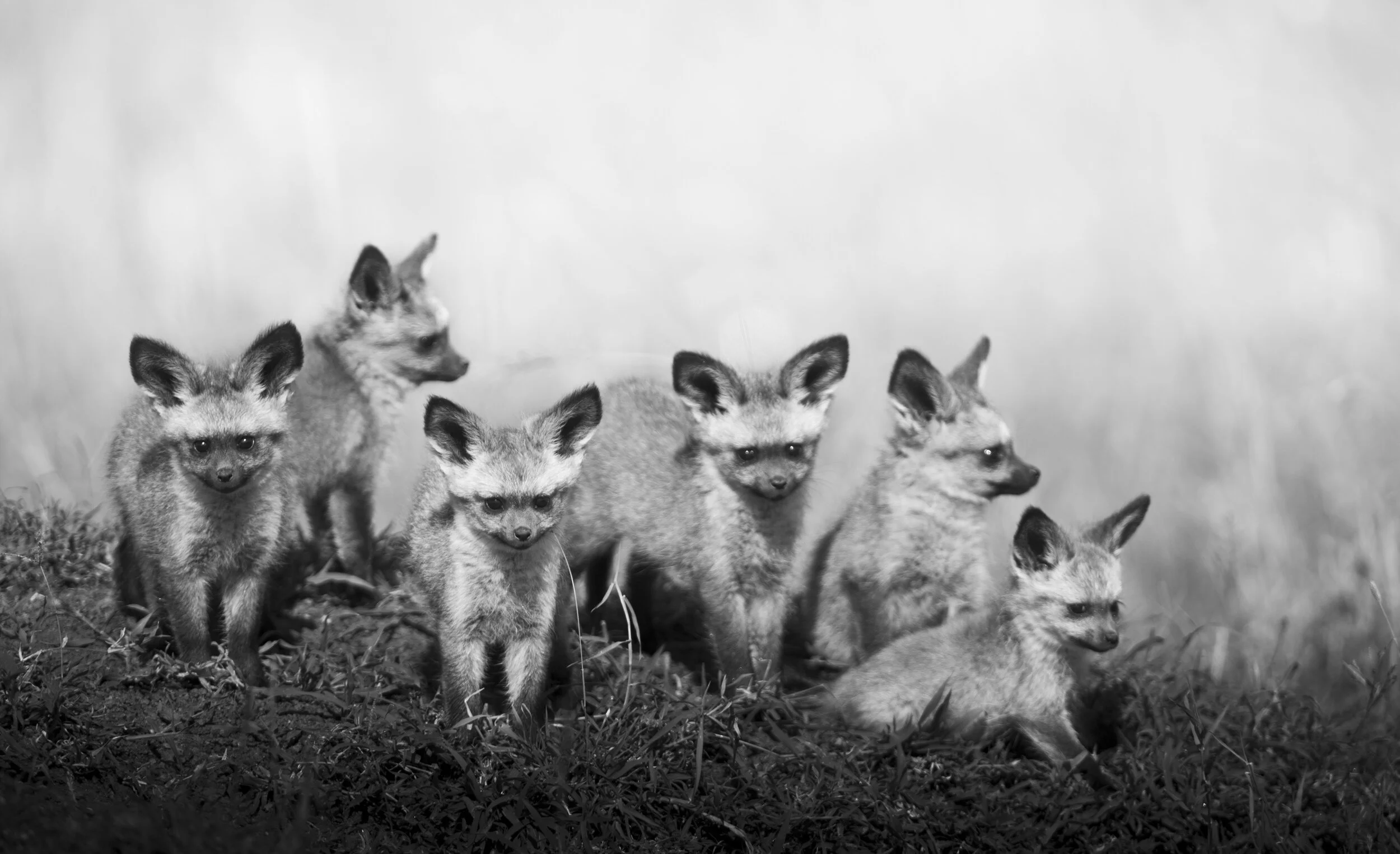 WILDLIFE — Purdy Photography
