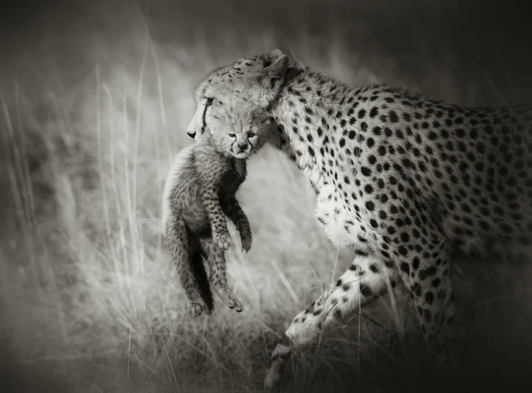 WILDLIFE — Purdy Photography