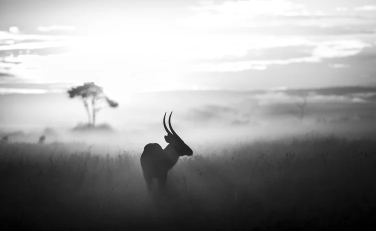 WILDLIFE — Purdy Photography