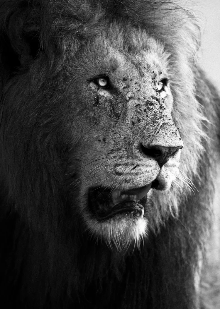 WILDLIFE — Purdy Photography
