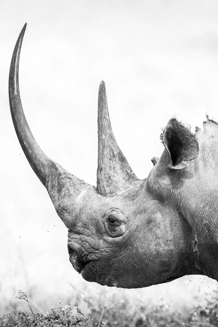 WILDLIFE — Purdy Photography