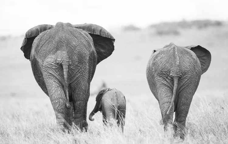 WILDLIFE — Purdy Photography