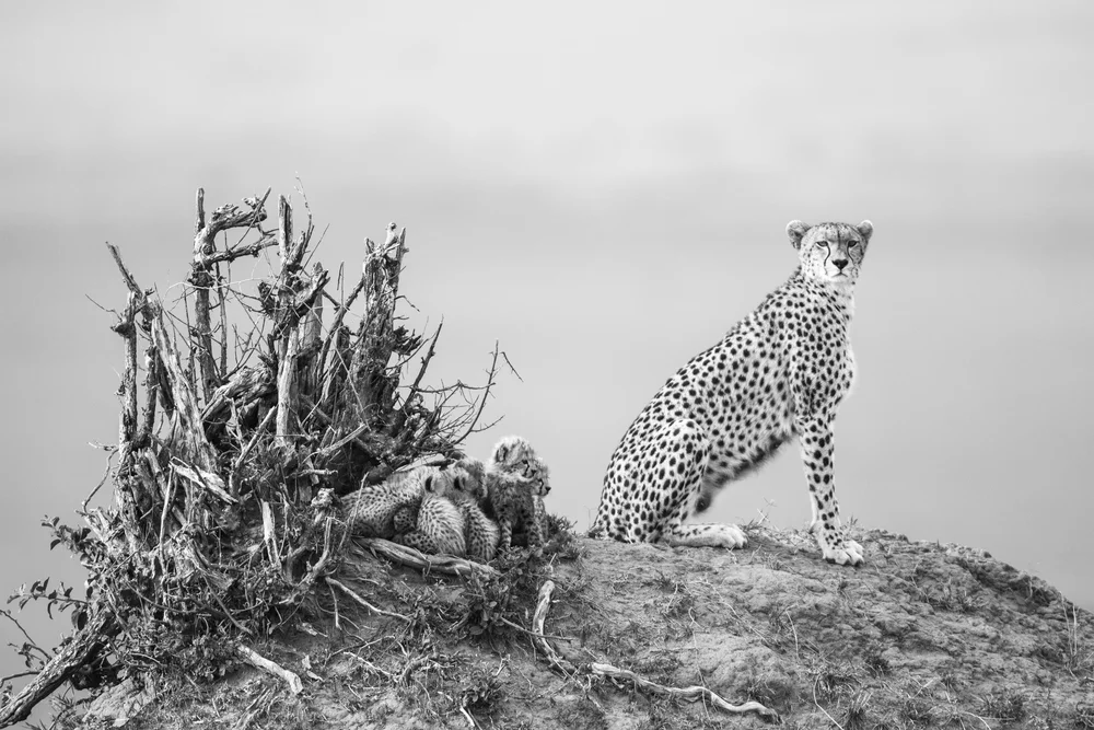 WILDLIFE — Purdy Photography