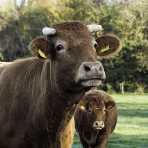Mosa Meat