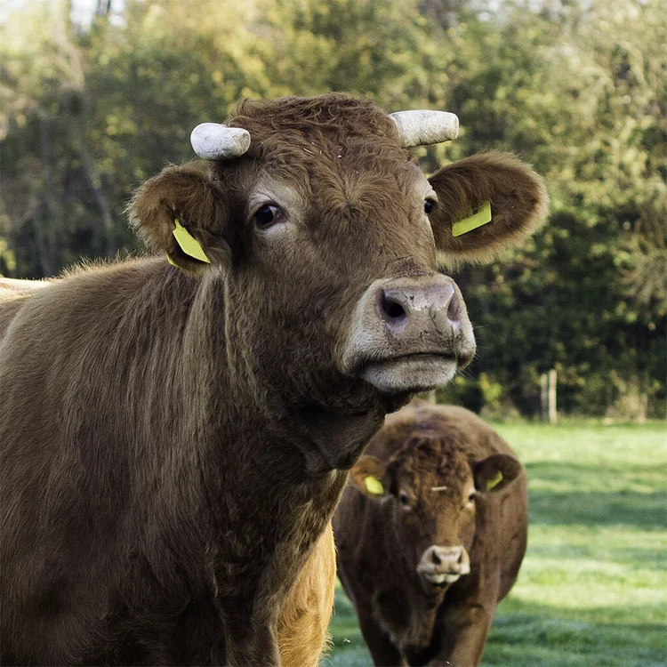 Mosa Meat
