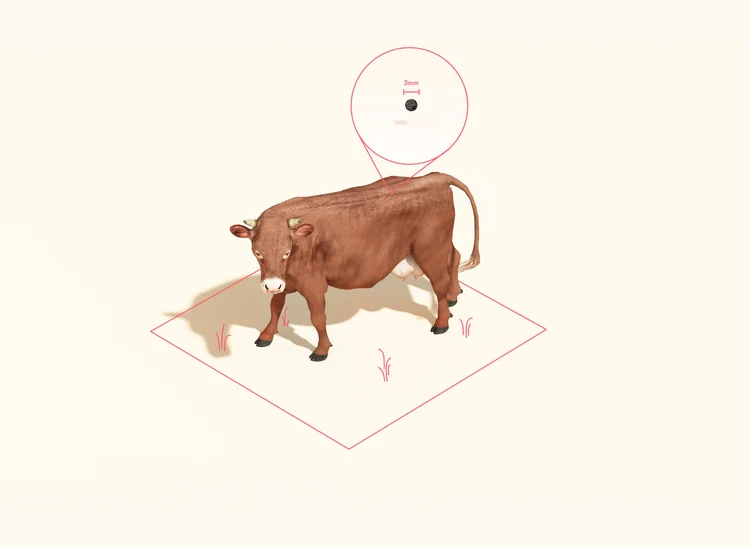 Growing Beef — Mosa Meat